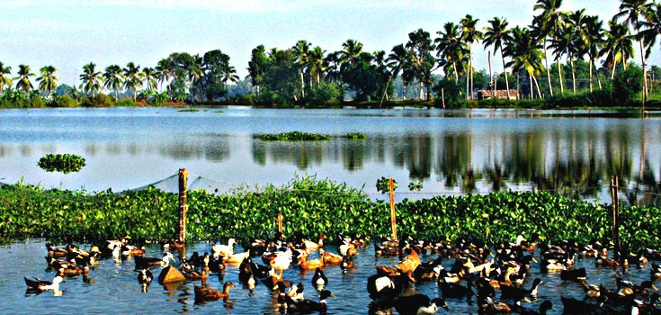 Kuttanad Activities - Things to do in Kuttanad Kerala