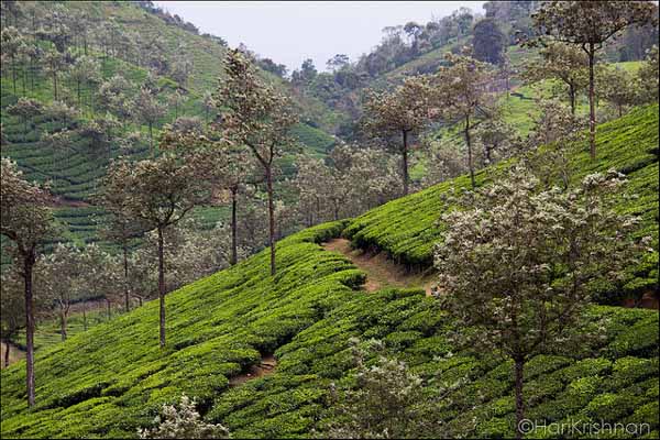 Pattumala - Just Kerala